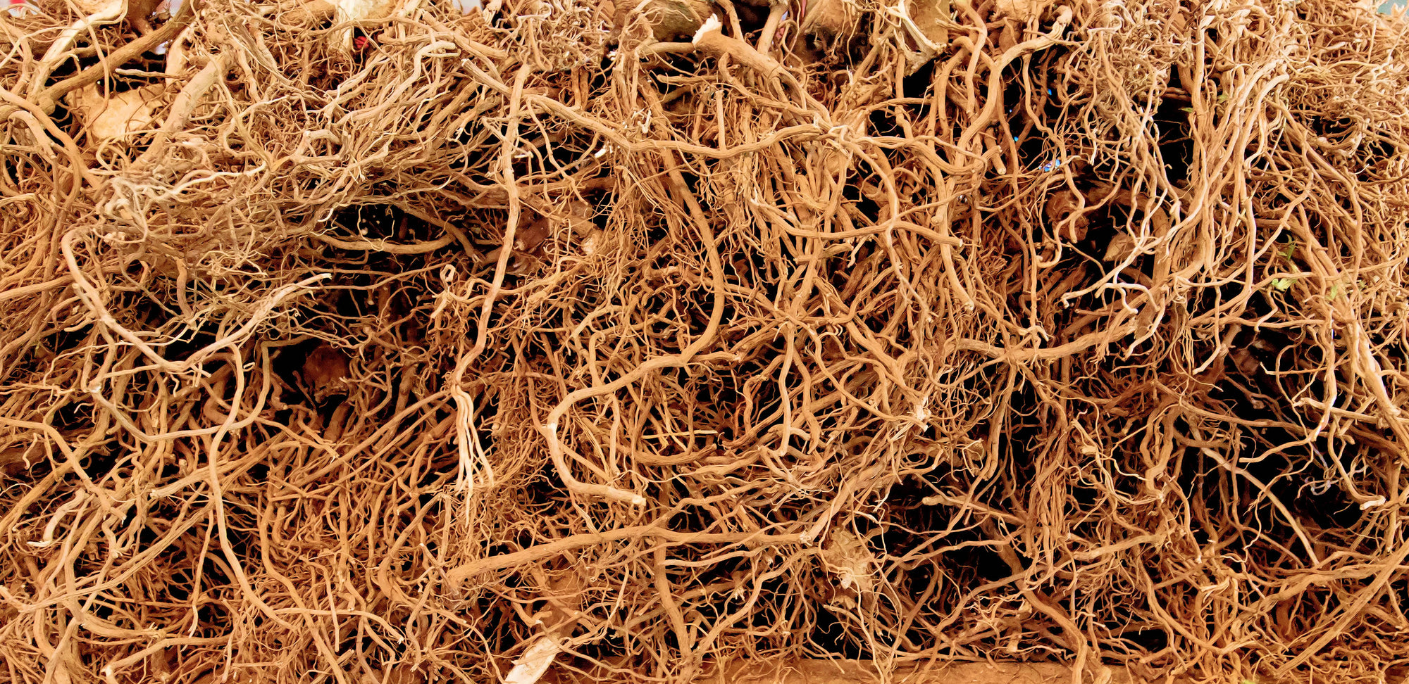 BERRY | Botanical Seltzers - Drink Euphoria | New Brew – New Brew Official